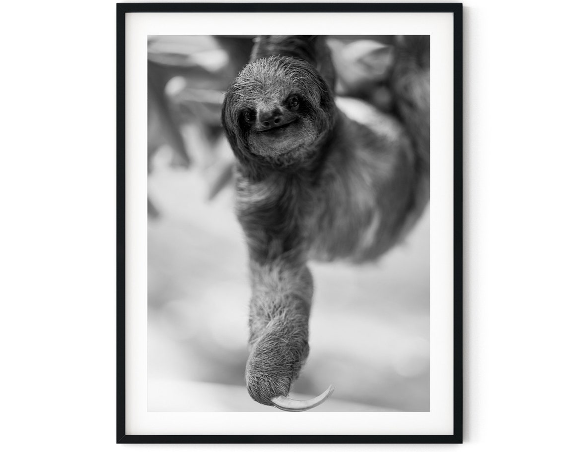 Black And White Photo Wall Art Print Sloth Animal Poster Wall Art ...