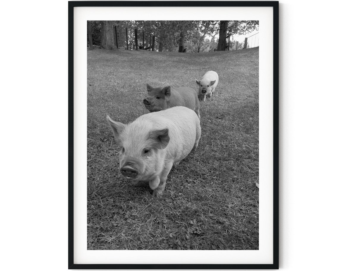 Black And White Photo Wall Art Print Three Piglets Poster Wall Art ...
