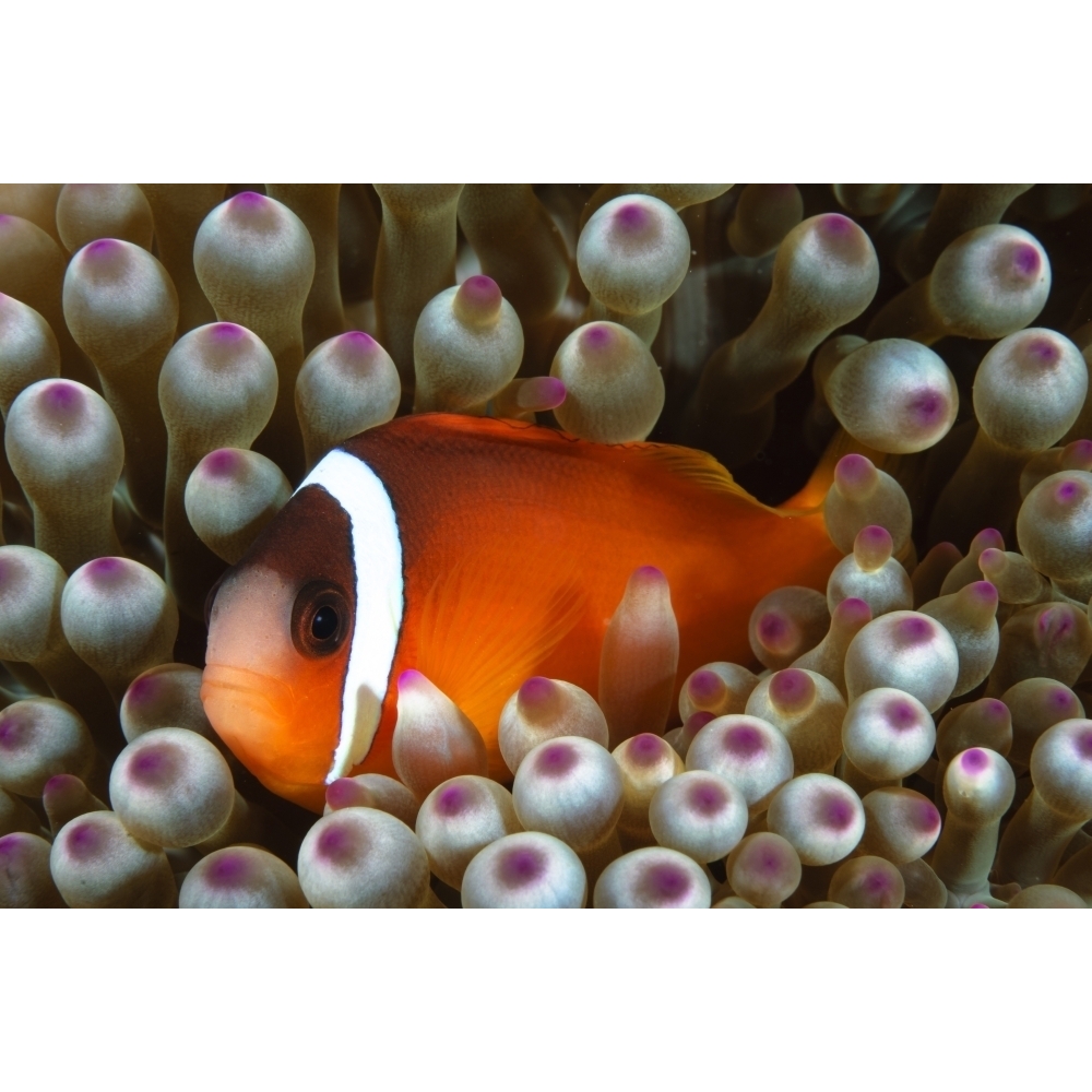 Black Anemonefish, Fiji Poster Print (34 x 23) - Walmart.com