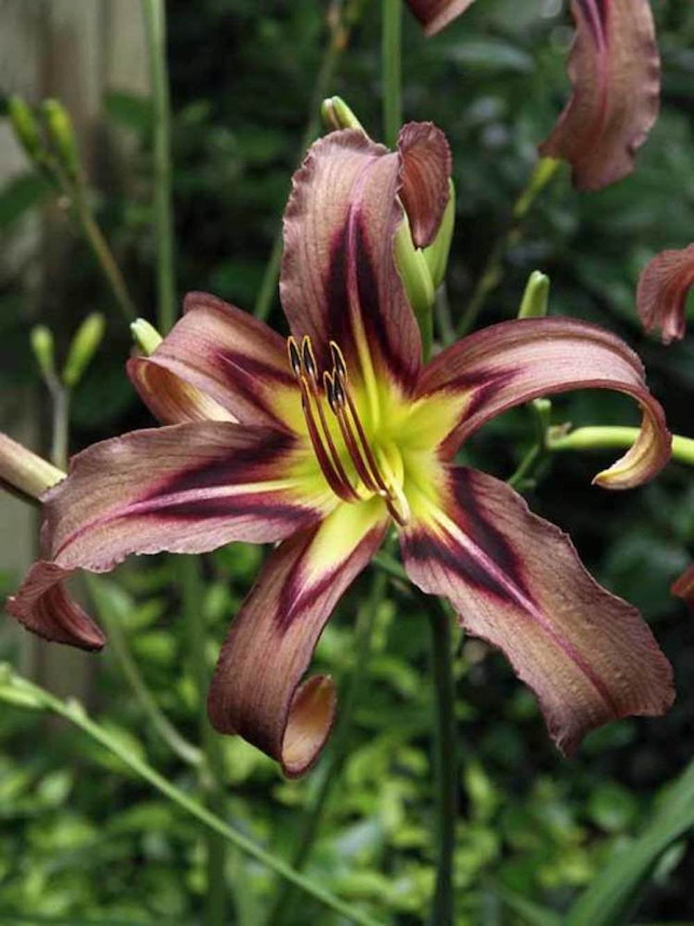 Black Arrowhead Daylily Perennial - Hemerocallis - Dark Maroon - 4" Pot ...