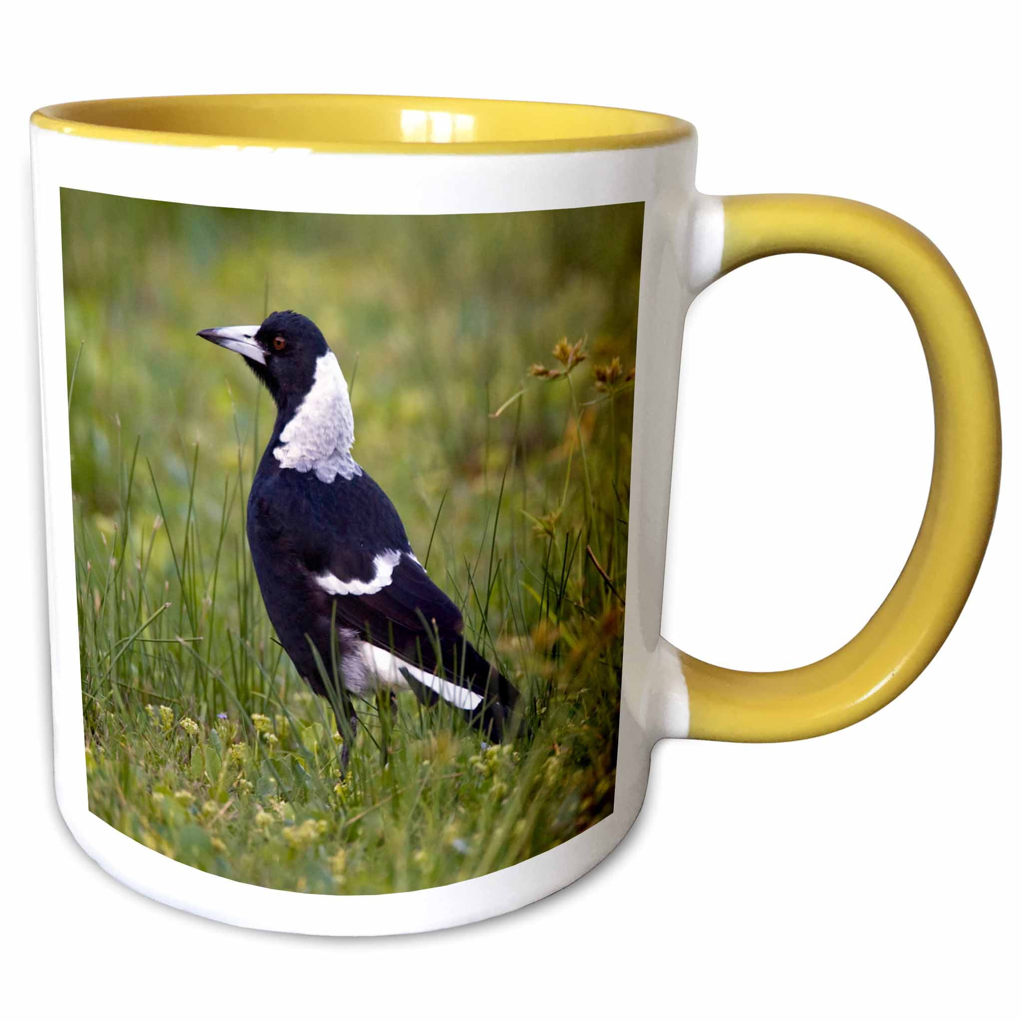3drose, Black-backed Magpie Bird, Eastern Australia - Na02 Dno0611 ...