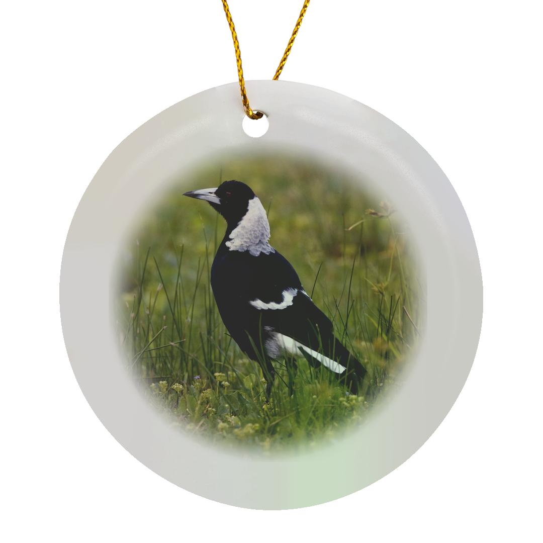 3drose, Black-backed Magpie Bird, Eastern Australia - Na02 Dno0611 ...