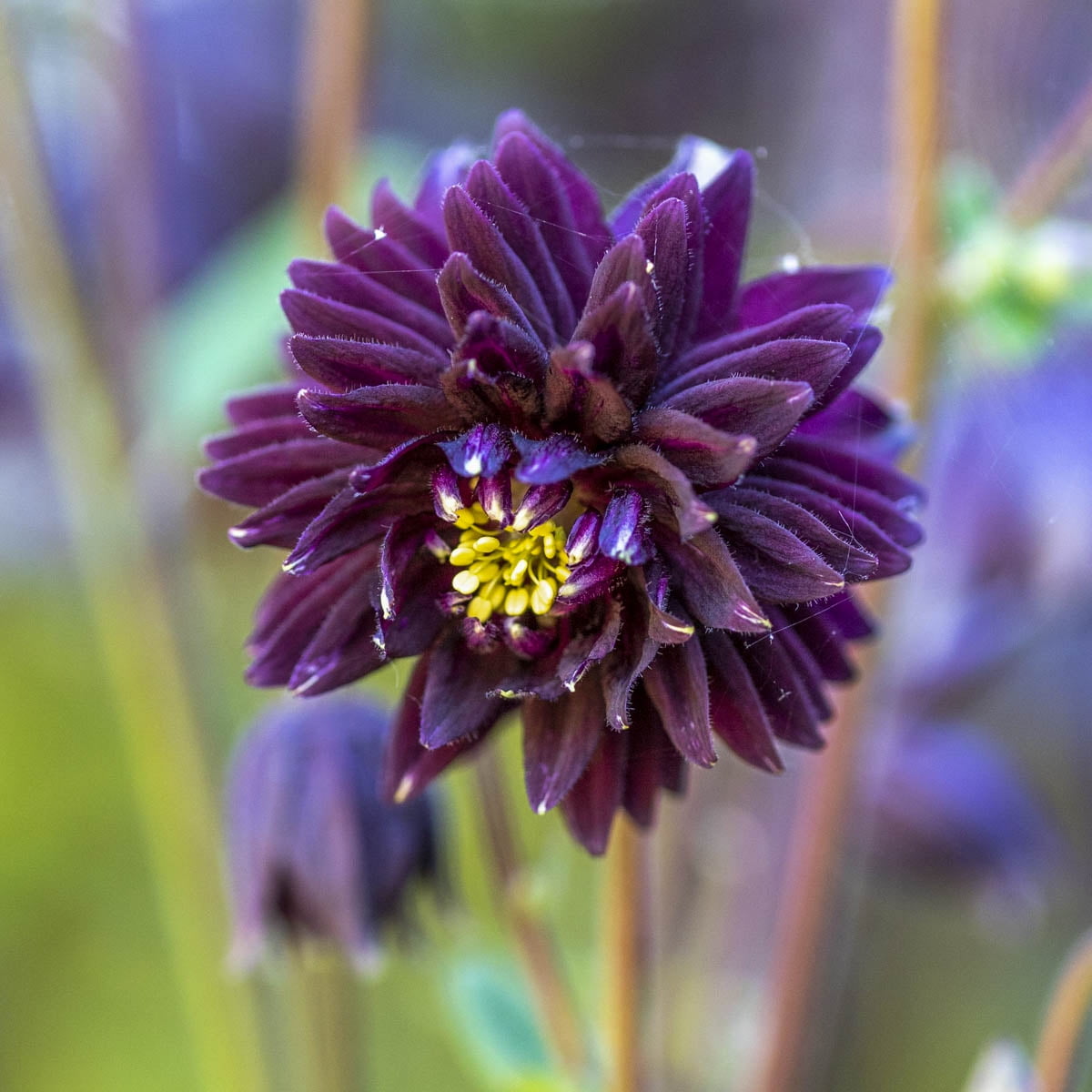 Black Barlow Purple Flowering Columbine Dormant Bare Root Perennial ...