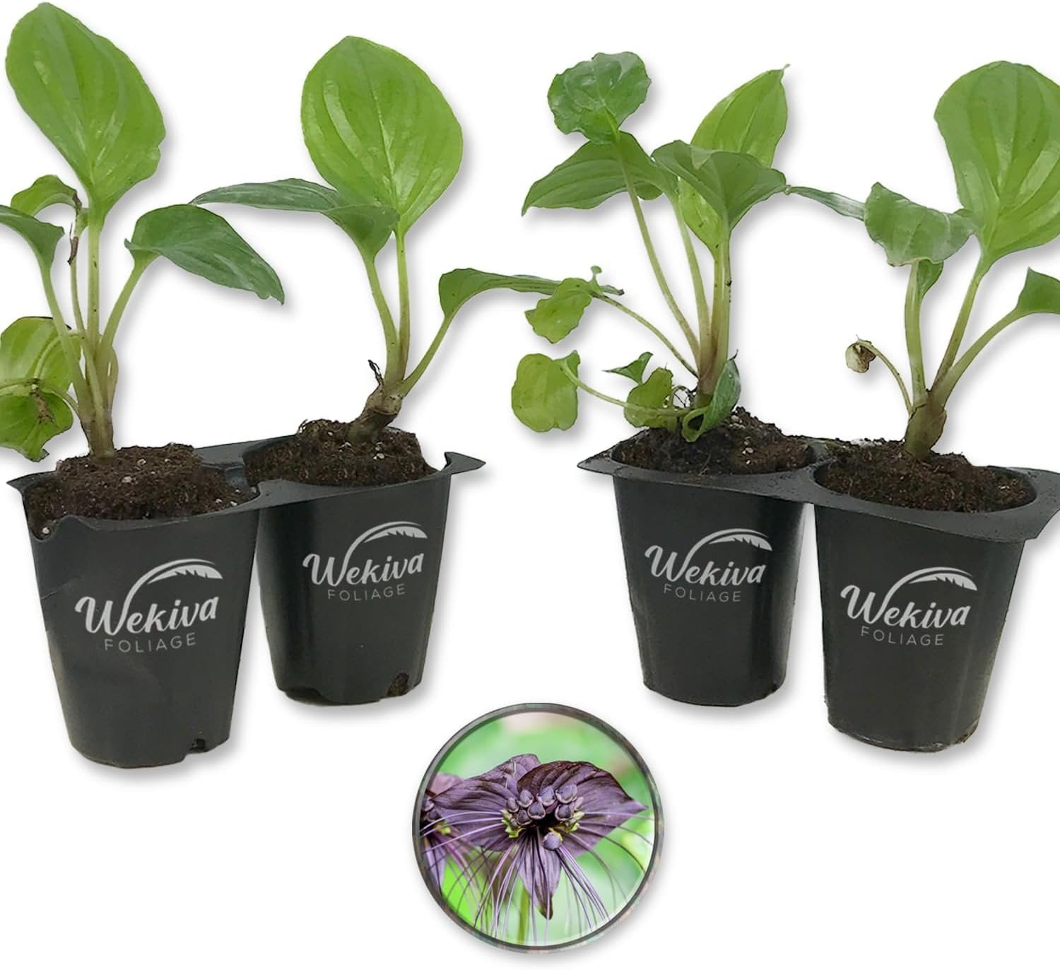 Black Bat Flower - 4 Live Starter Plants in 2 Inch Pots - Tacca ...