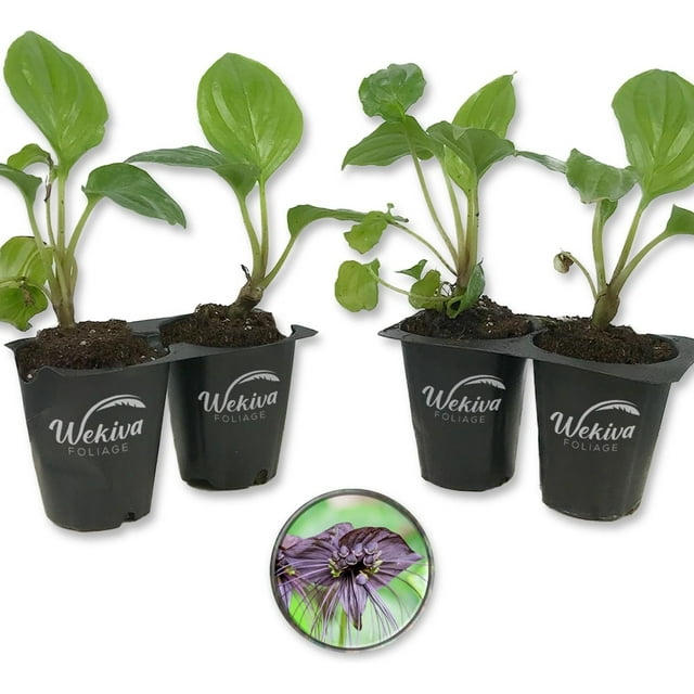 Black Bat Flower - 4 Live Starter Plants in 2 Inch Pots - Tacca ...