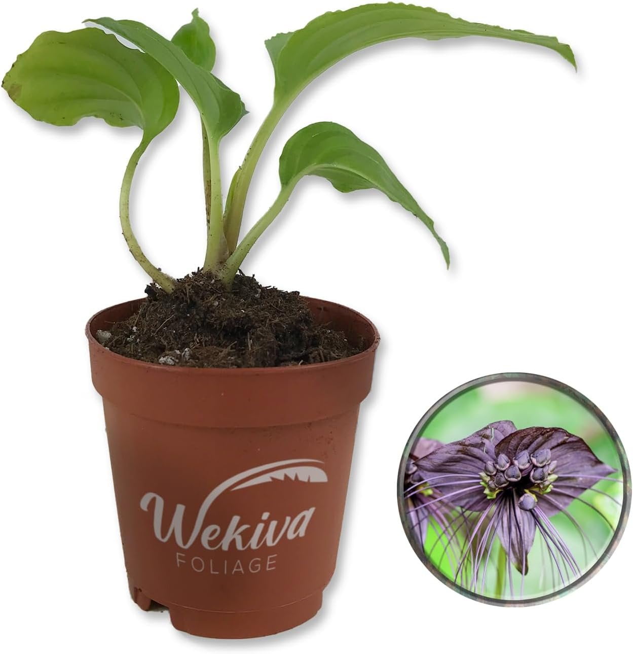 Black Bat Flower - Live Starter Plant in a 2 Inch Pot - Tacca ...
