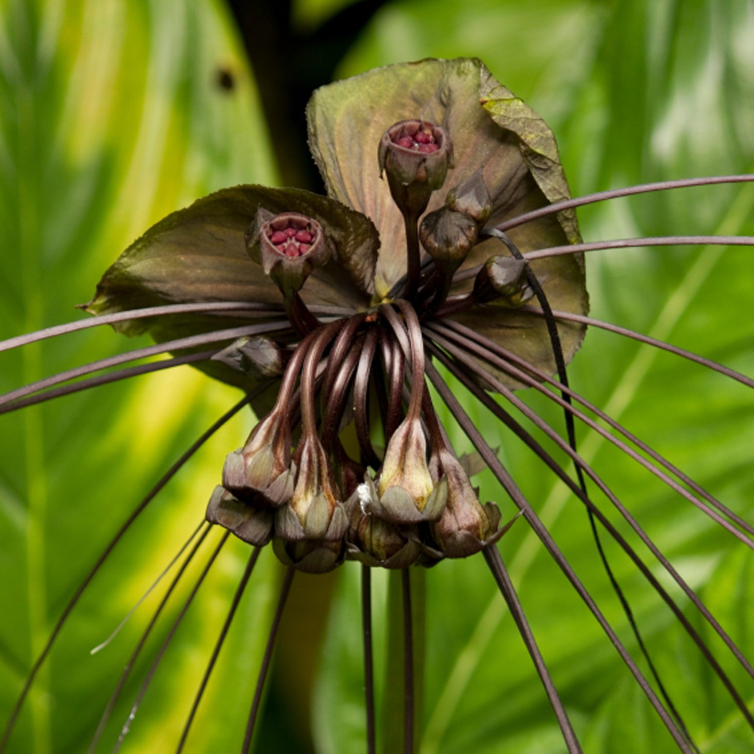 Wellspring Gardens Black Bat Plant - Tacca chantrieri - Live Indoor ...