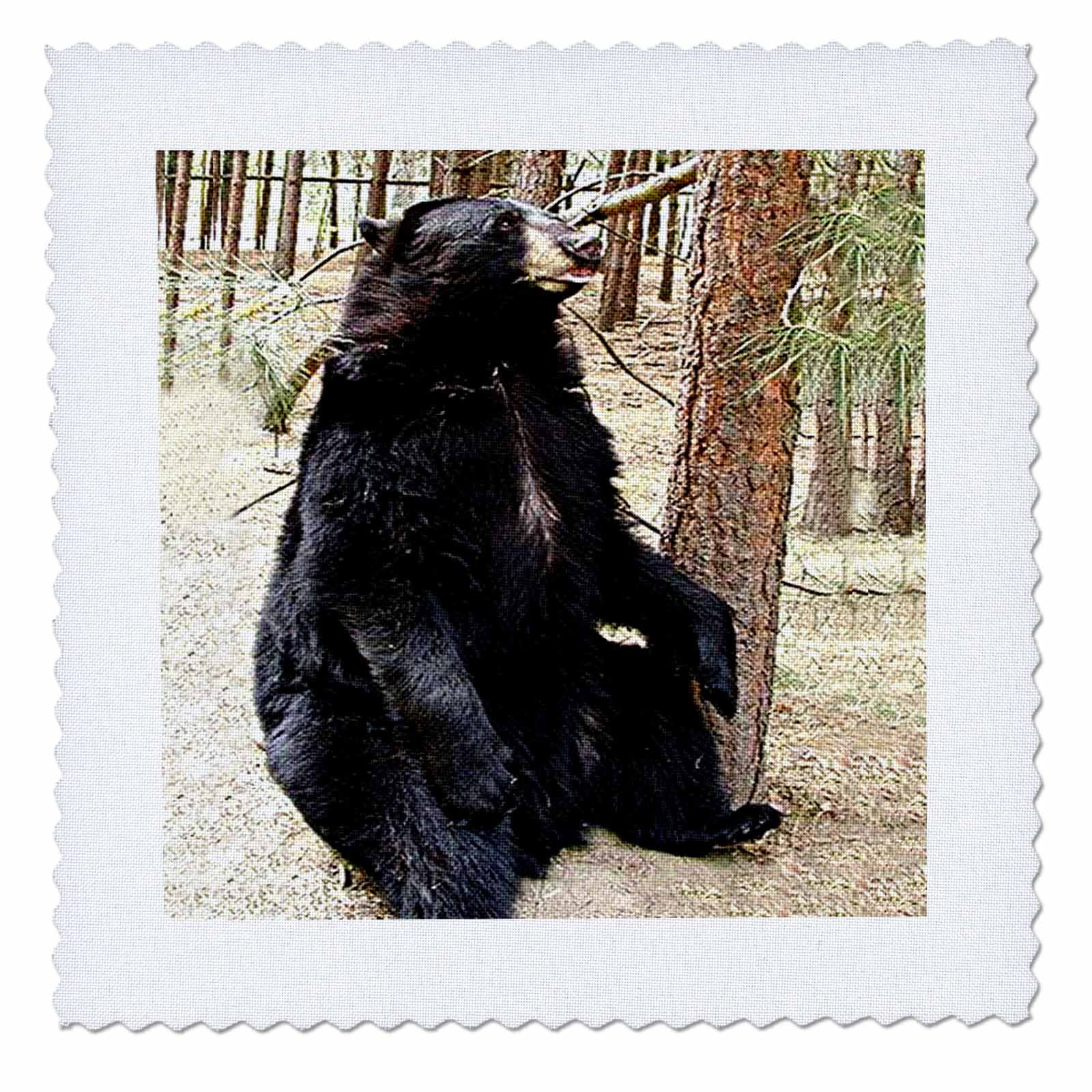 3dRose, Black Bear, 12x12 inch quilt square - Walmart.com