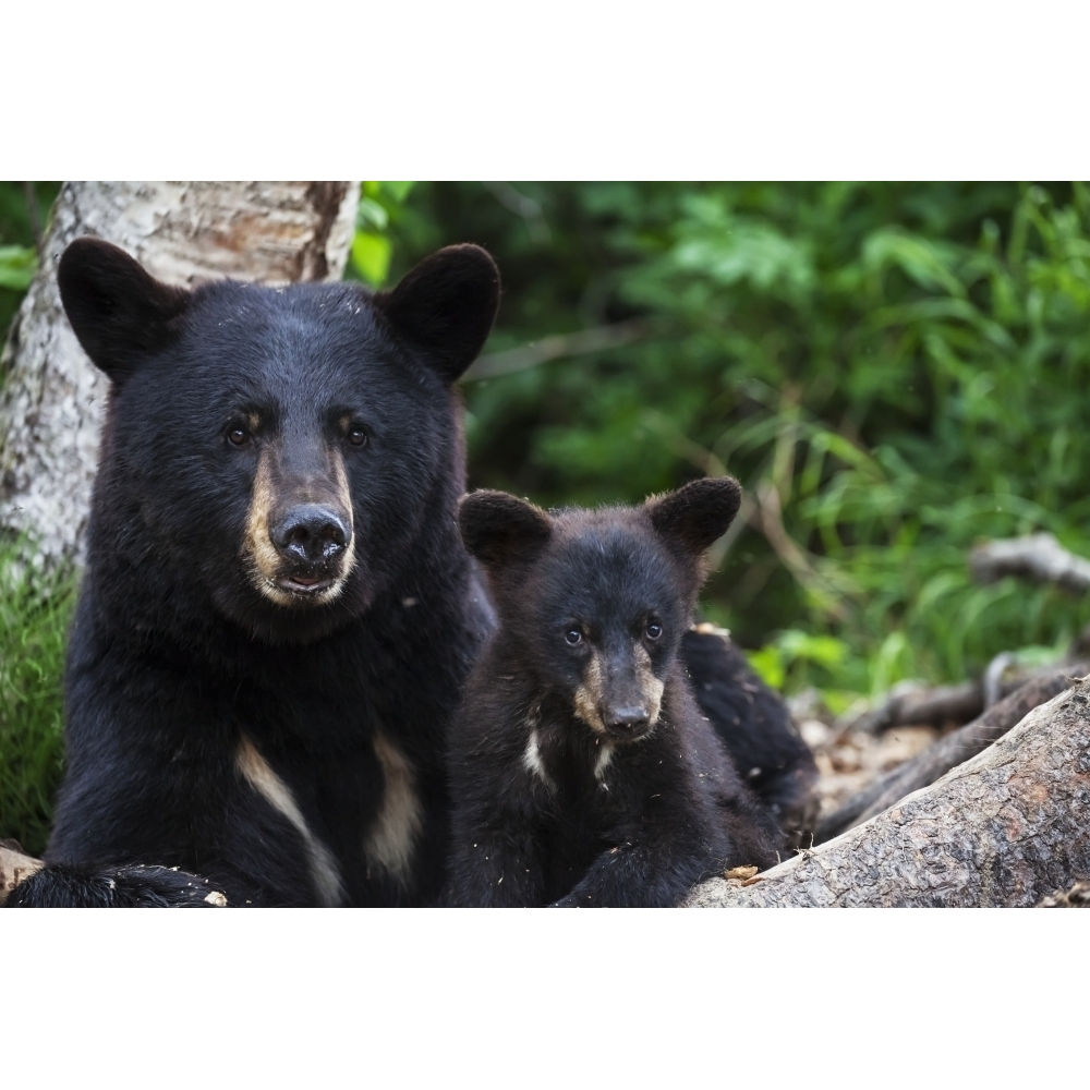 Black Bear And Cub South-Central Alaska; Alaska United States Of ...