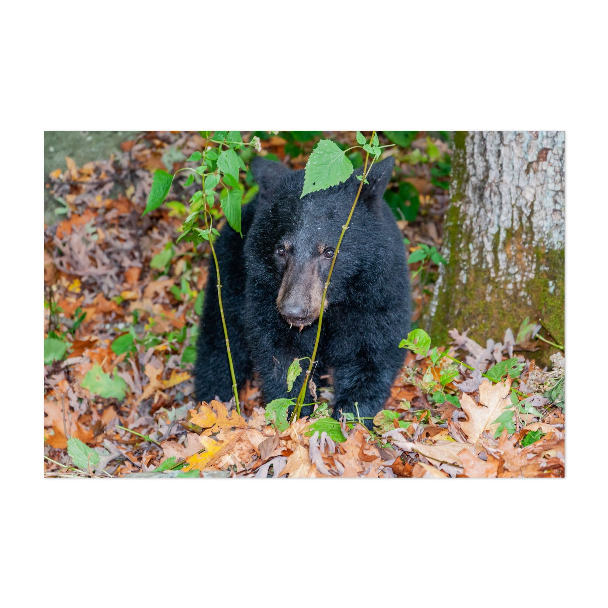 Black Bear Eating Acorns - Virginia Photography Wildlife Autumn Animal ...