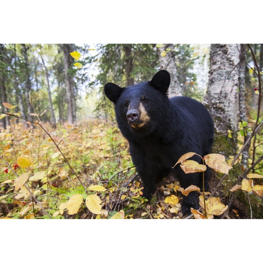 Black Bear In The Forest In Autumn South-Central Alaska; Alaska United ...