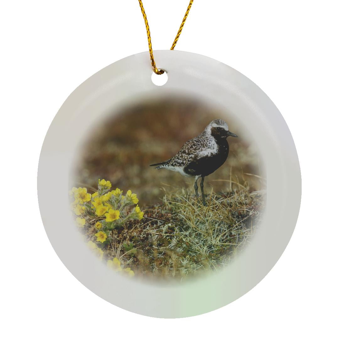 3drose, Black-bellied Plover, Arctic Tundra Nesting Habitat, Circle ...