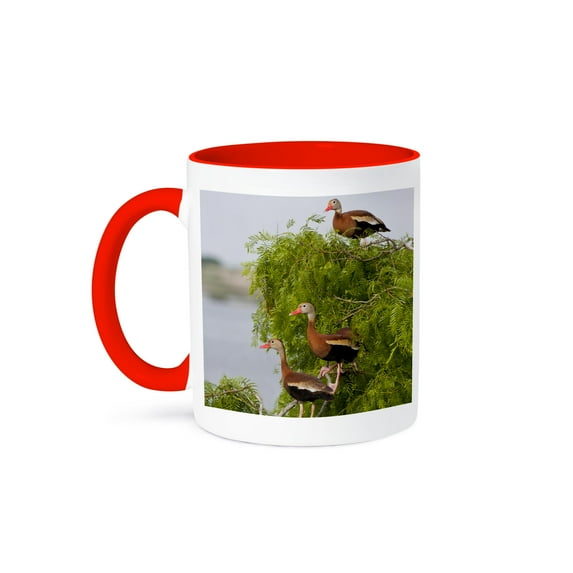 3drose, Black-bellied Whistling Duck, South Texas, Usa - Us44 Ldi0756 ...