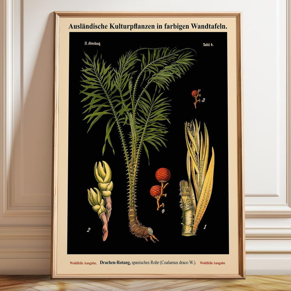 Black Botanical Print - Sugarcane Plant Decor - Vintage Plant Art ...
