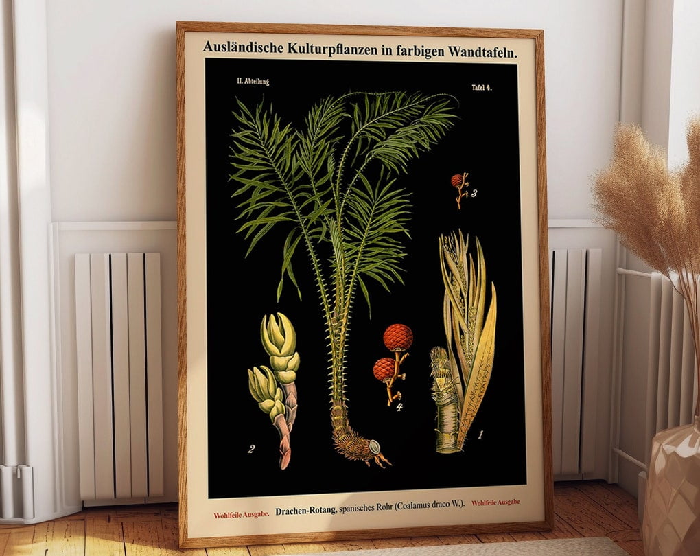Black Botanical Print - Sugarcane Plant Decor - Vintage Plant Art ...