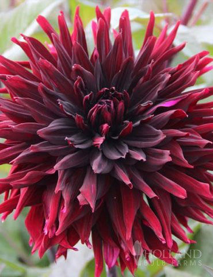 Black Cat Dahlia Jumbo Pack - Walmart.com