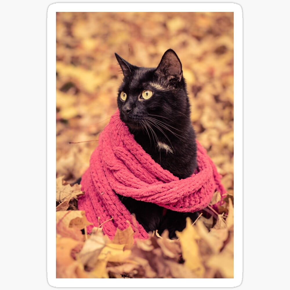 Black Cat In A Pink Scarf Sticker Phone Decal Water Bottle Stickers Car ...