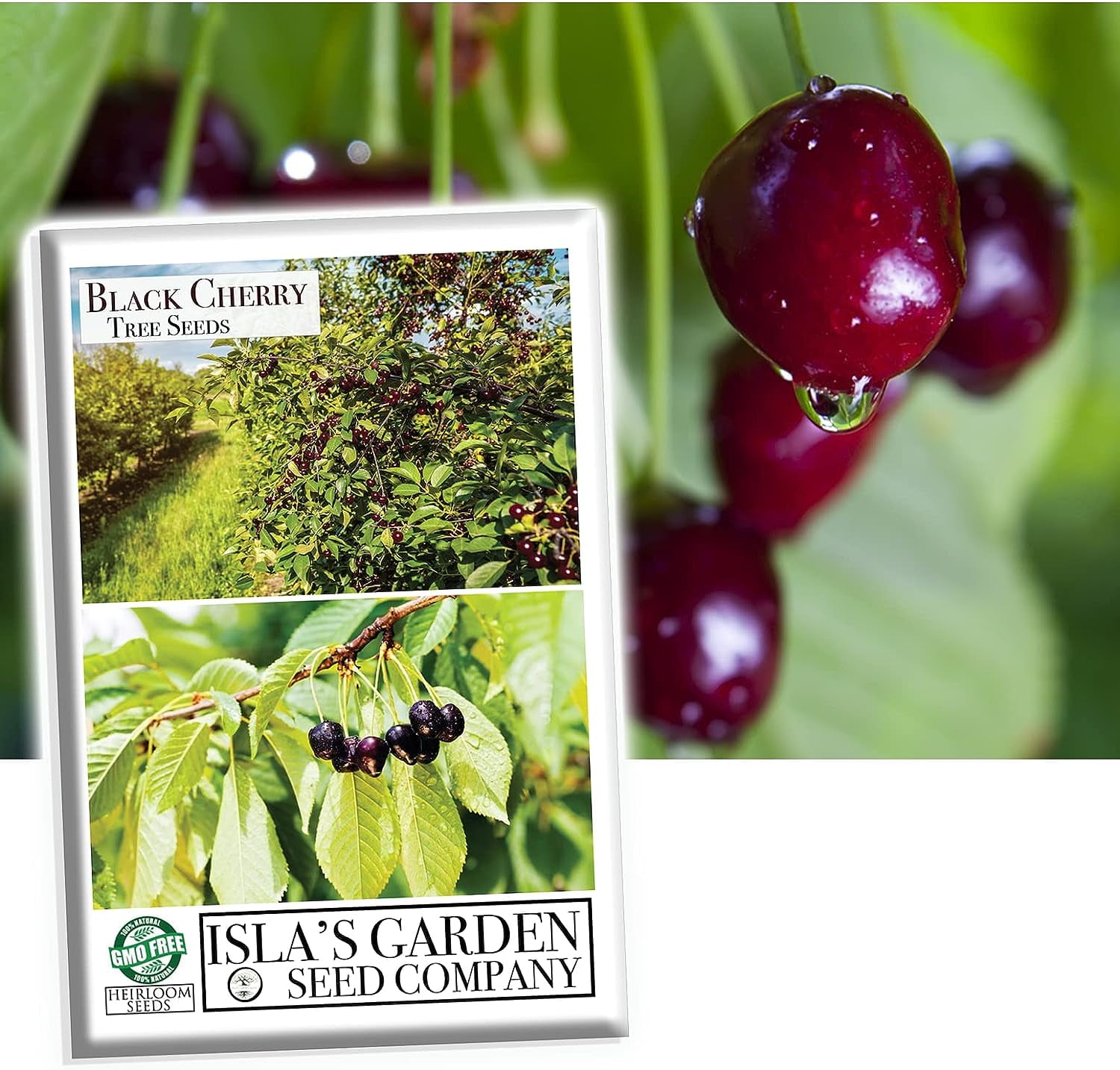 Isla's Garden Seeds, Black Cherry Fruit Tree Seeds, 25+ Heirloom Seeds ...