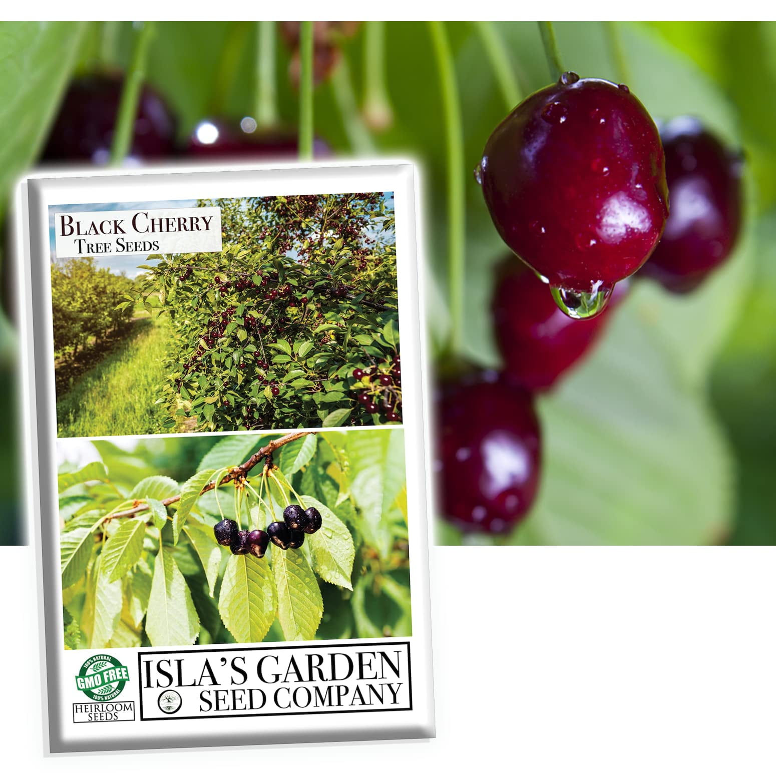 Black Cherry Fruit Tree Seeds for Planting, MHD125+ Seeds Per Packet ...