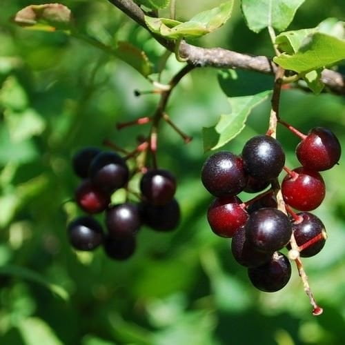 Black Cherry Tree Seeds (Prunus serotina) 15+Seeds - Walmart.com