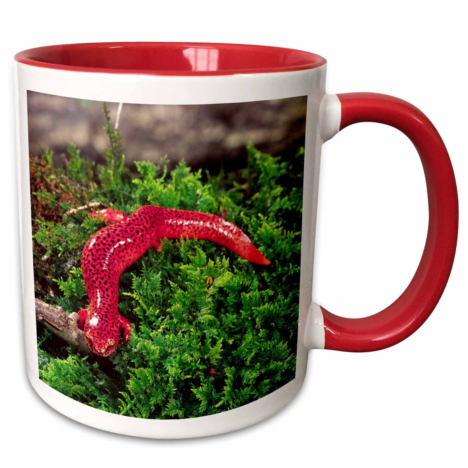 3drose, Black-chin Red Salamander Lizard, Georgia - Na02 Dno0002 ...