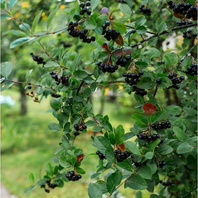 Black Chokeberry Bush Seedlings for Planting - No Ship to California (1 ...