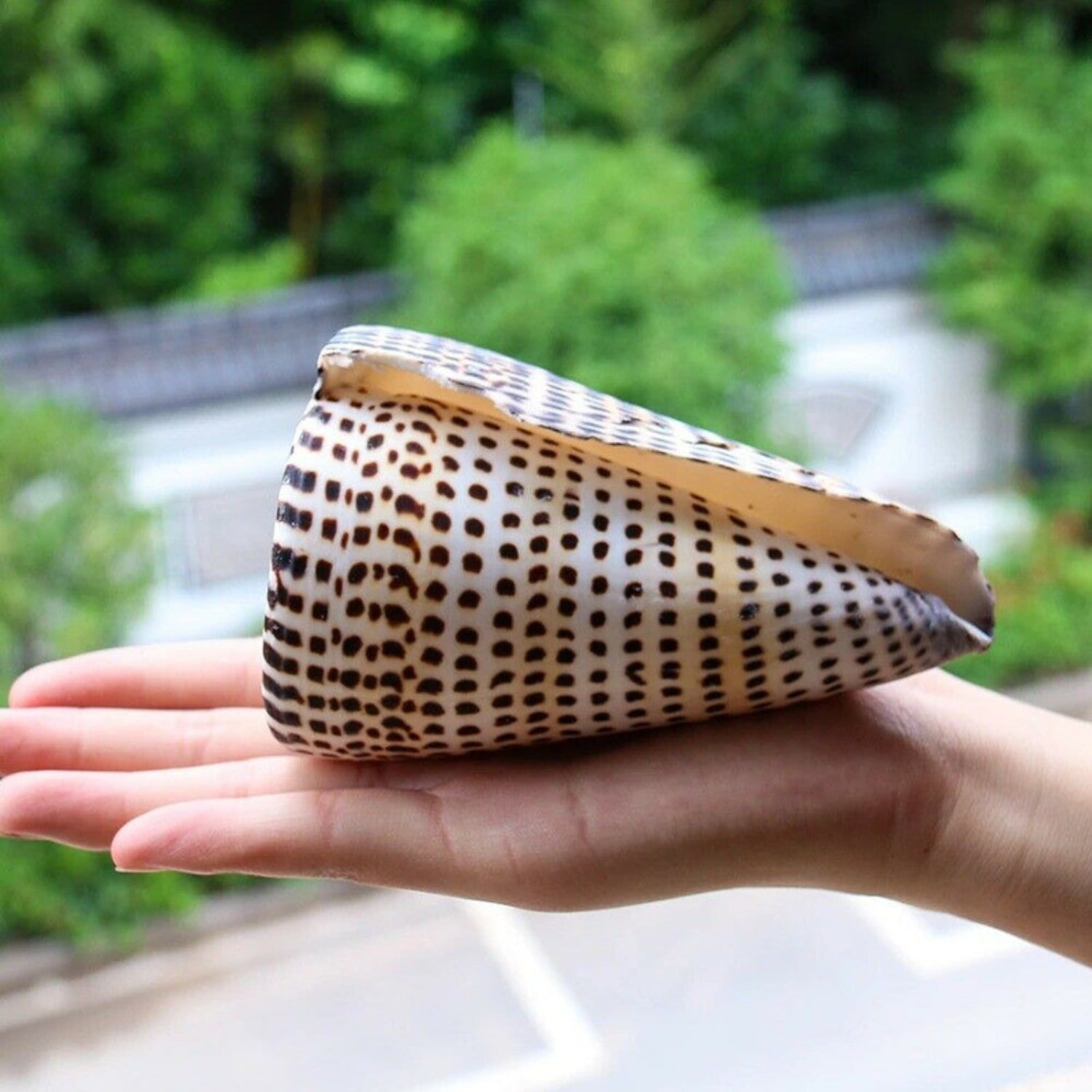 Black Corn Conch Seashell Beach Shell Decoration Coastal Home Decor for ...
