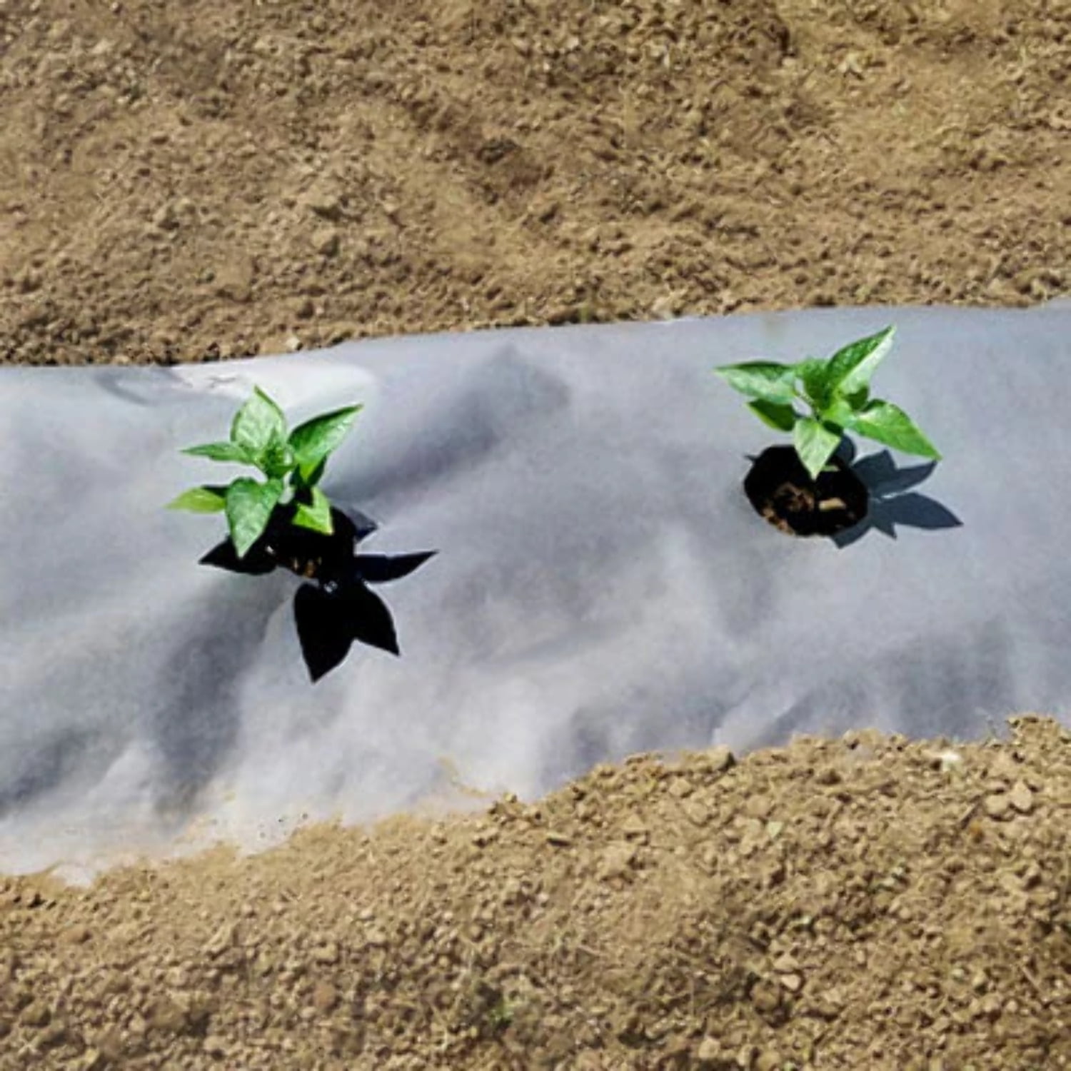 Black Creped Kraft Paper Mulch, 24' x 50' with Completely Degradable ...