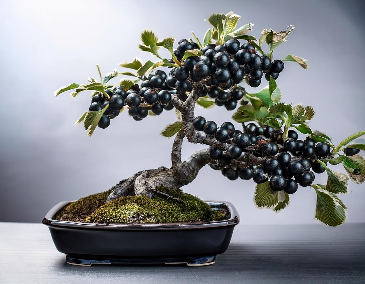 Black Currant Bonsai Tree Seedling for Planting - 1 Year Old Well ...