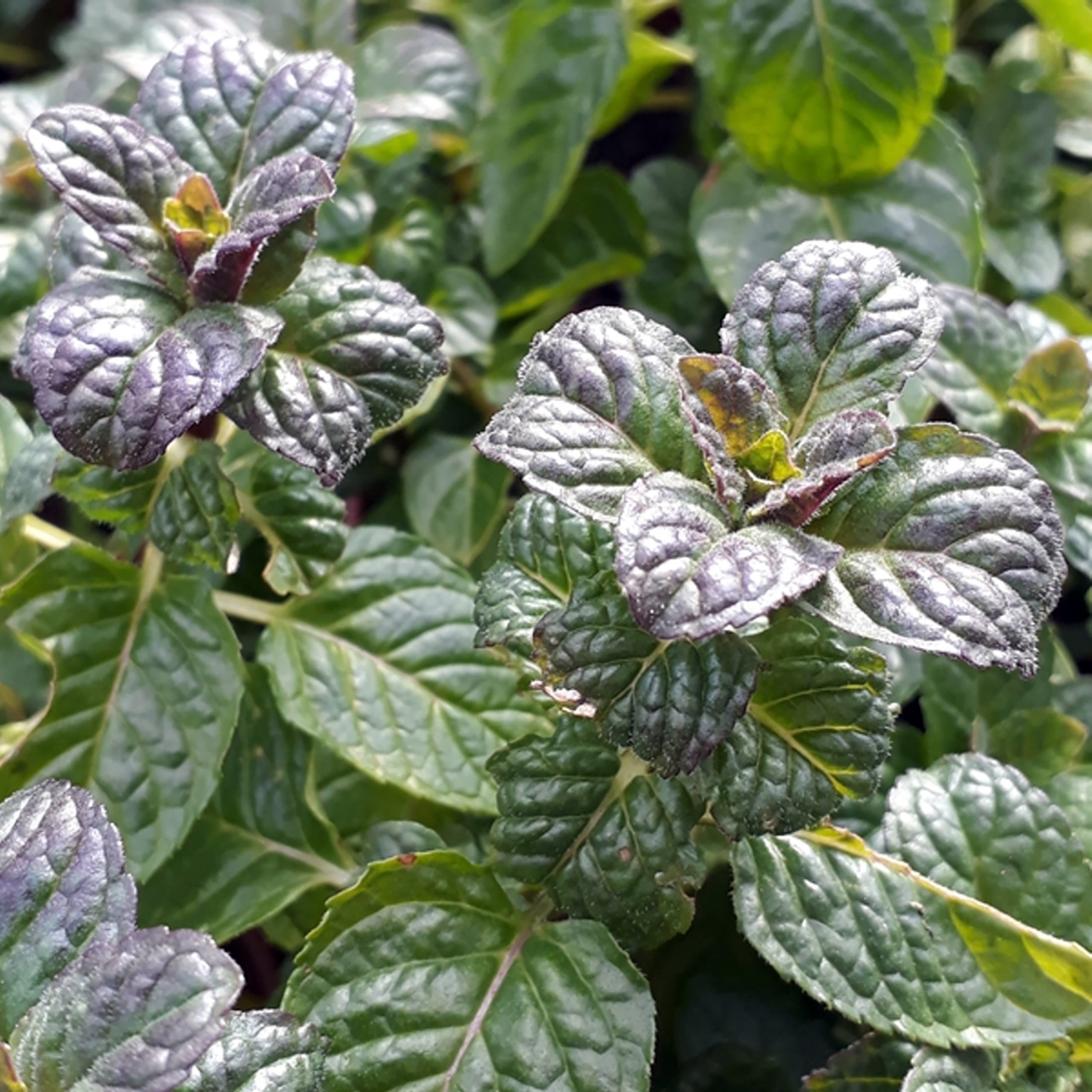 Black Currant Mint Plant - 3" Pot - Black Currant Scent - Walmart.com