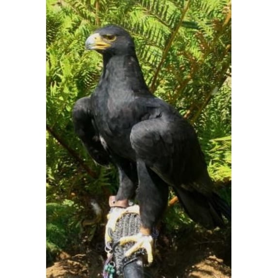 Black Eagle Journal: 150 Page Lined Notebook/Diary - Walmart.com
