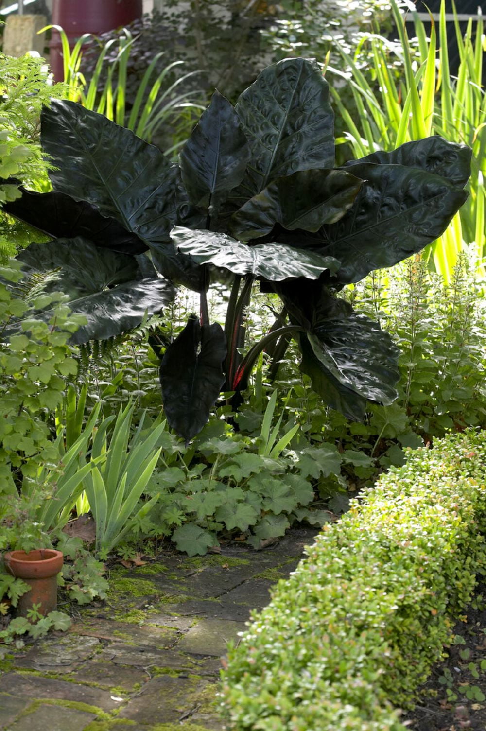 Black Elephant Ear Bulb