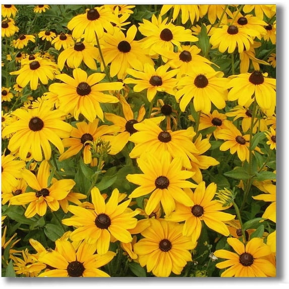 Black Eye Susie Flower Design Ceramic Tile for Coaster, Hot Plate ...