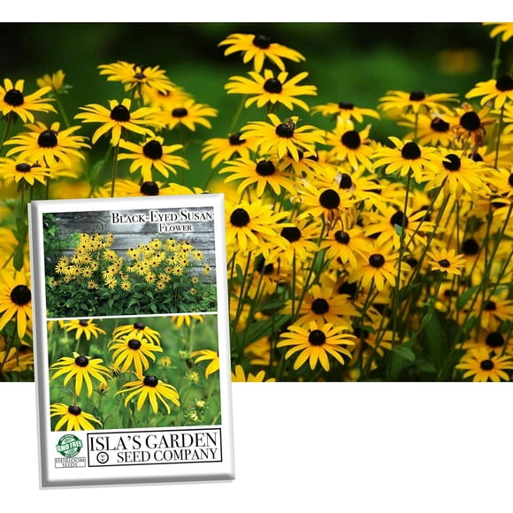 Rudbeckia Hirta Indian Summer
