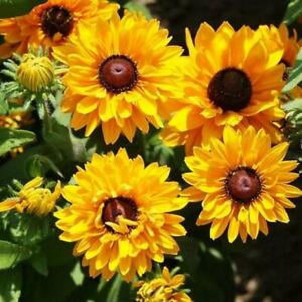Black Eyed Susan GOLDILOCKS Rudbeckia DOUBLE BLOOMS Rare! Non-GMO 100 ...