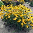 Black Eyed Susan - Rudbeckia fulgida 'Goldsturm' - Live Starter Plant ...