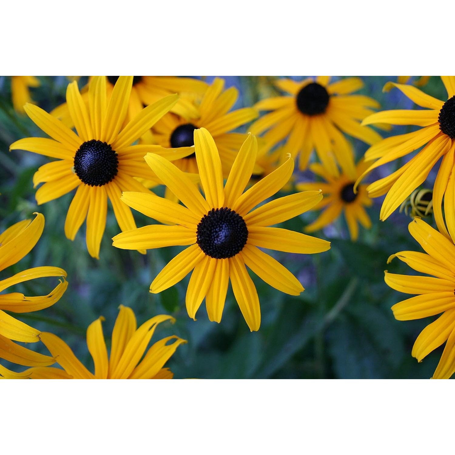 Black Eyed Susan Nice Garden Flower by XCKF Bulk 1 Lb Seeds - Walmart.com