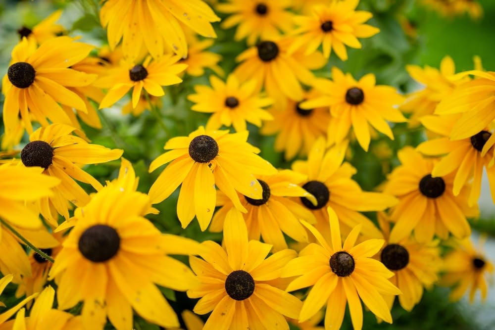Black Eyed Susan Plants -Grow Amazing Vines for Landscaping, Wall or ...
