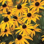Black Eyed Susan Plant