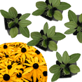 Black-Eyed Susan (Rudbeckia hirta) Five (5) Organic Plants in 2.5-inch ...
