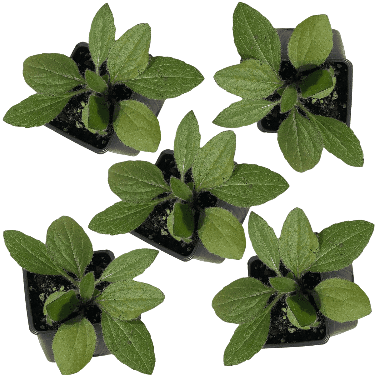 Black-Eyed Susan (Rudbeckia hirta) Five (5) Organic Plants in 2.5-inch ...