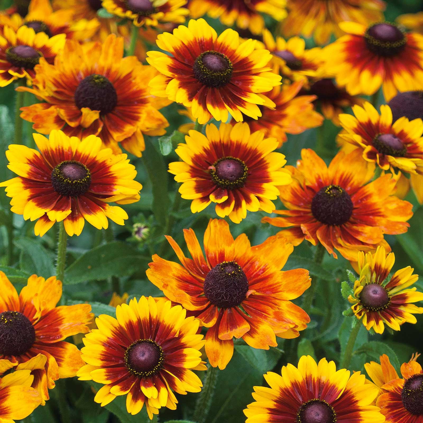 Eden Brothers Black Eyed Susan Seeds - Toto Rustic - Walmart.com
