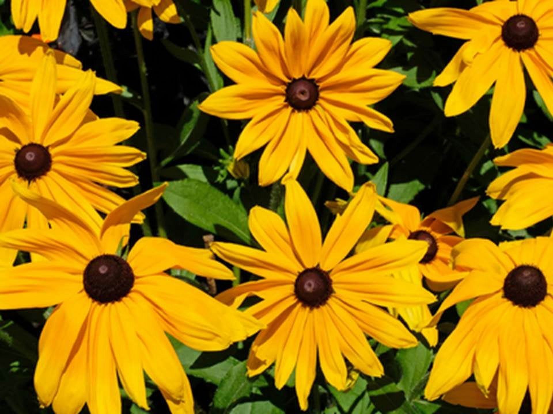 Black-Eyed Susan Wildflower/ Perennial/ Full Sun/ 428K Seeds 1/4lb/ Zellajake Farm and Garden ...