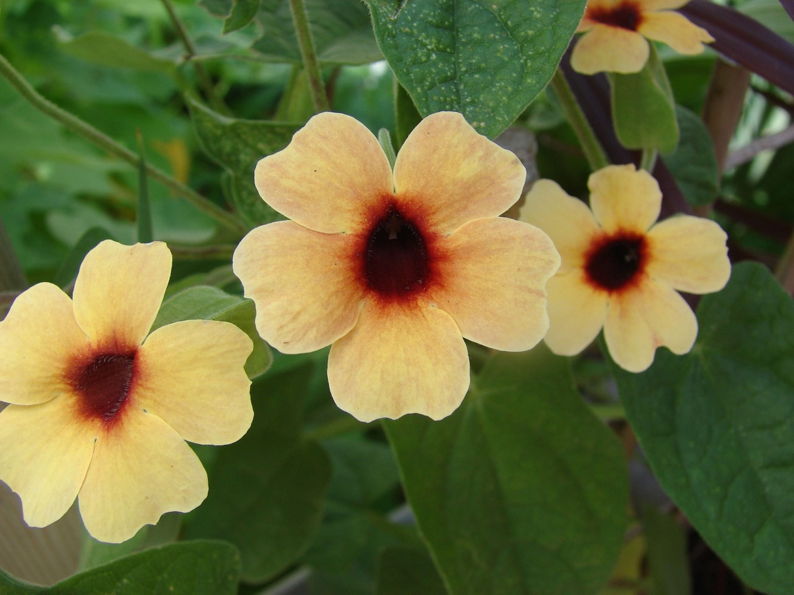 Zellajake Black-Eyed Susan Wildflower Seeds, Perennial, 7500 Seeds ...