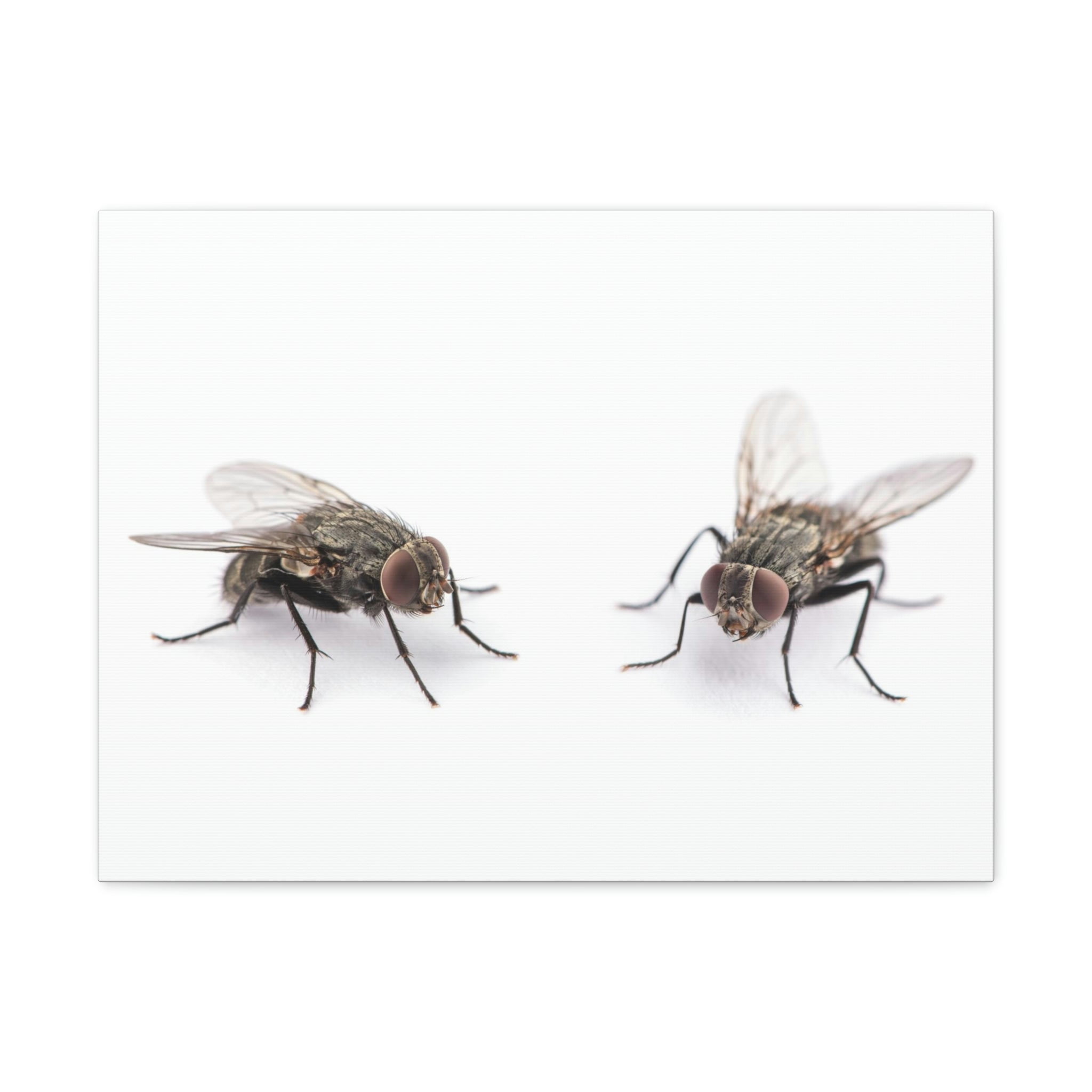 Black Fly Couple Black Fly Troop Print Animal Wall Art Wildlife Canvas ...