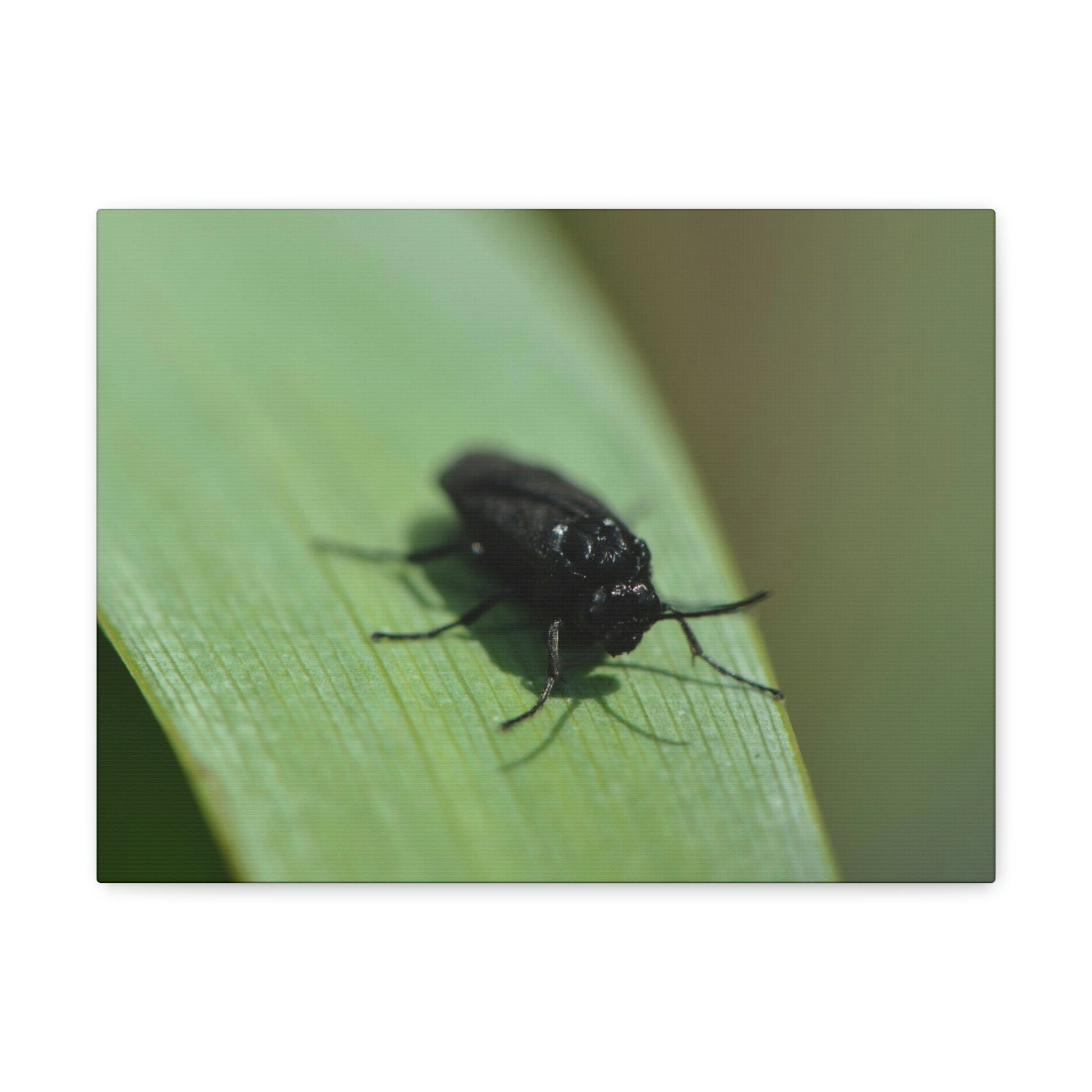 Black Fly Hunting Black Fly on Hunt Print Animal Wall Art Wildlife ...