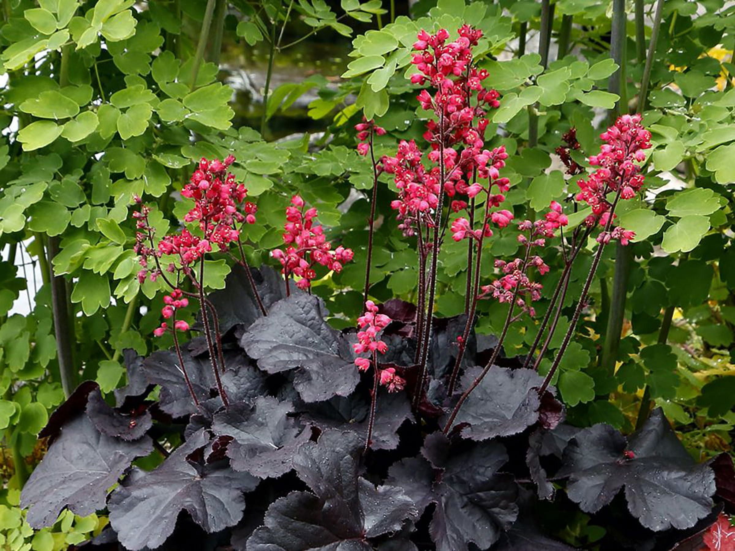 Black Forest Cake Heuchera - Coral Bells - 4" Pot - Shade Lover ...