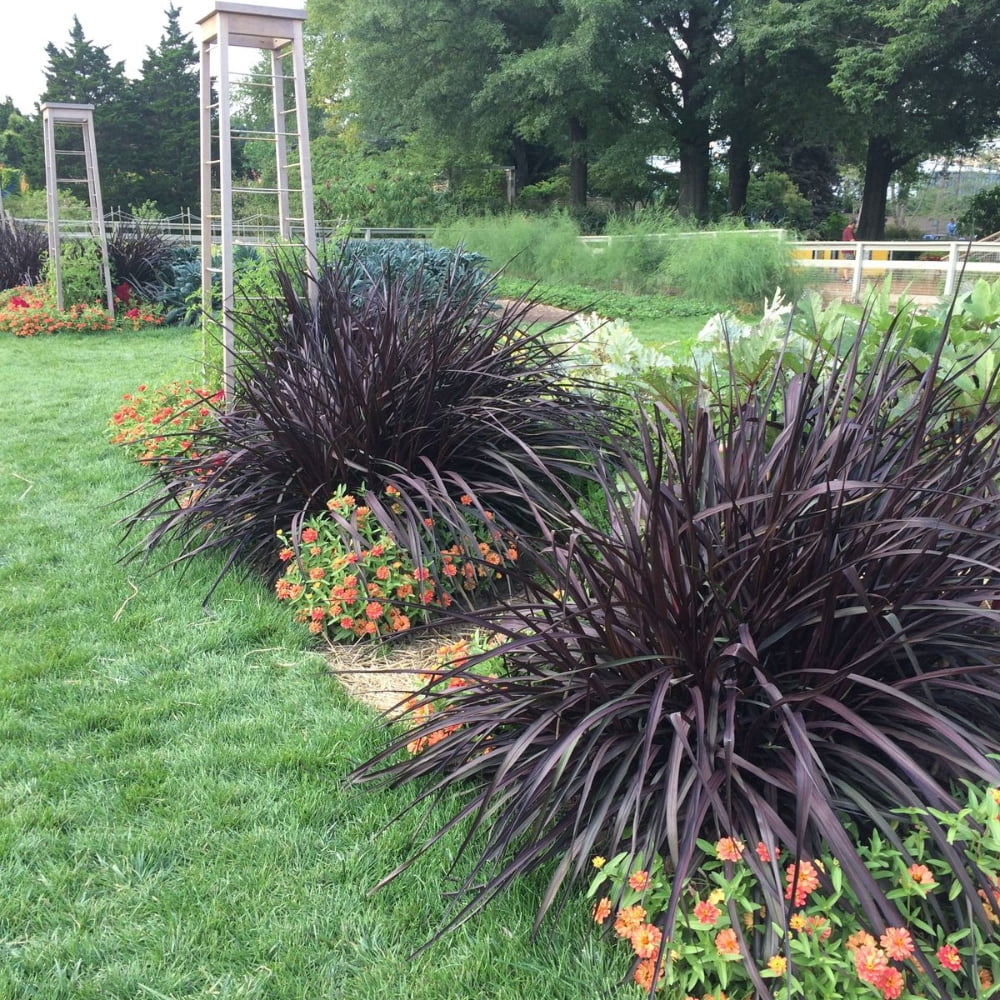 Black Fountain First Knight Grass Plant Live, Fountain Grass Plant 4 to ...