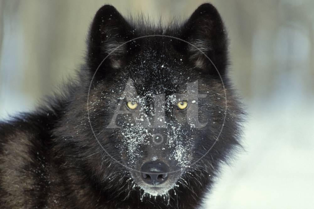 Black Grey Wolf with Snowy Face, Animals Unframed Photographic Print ...