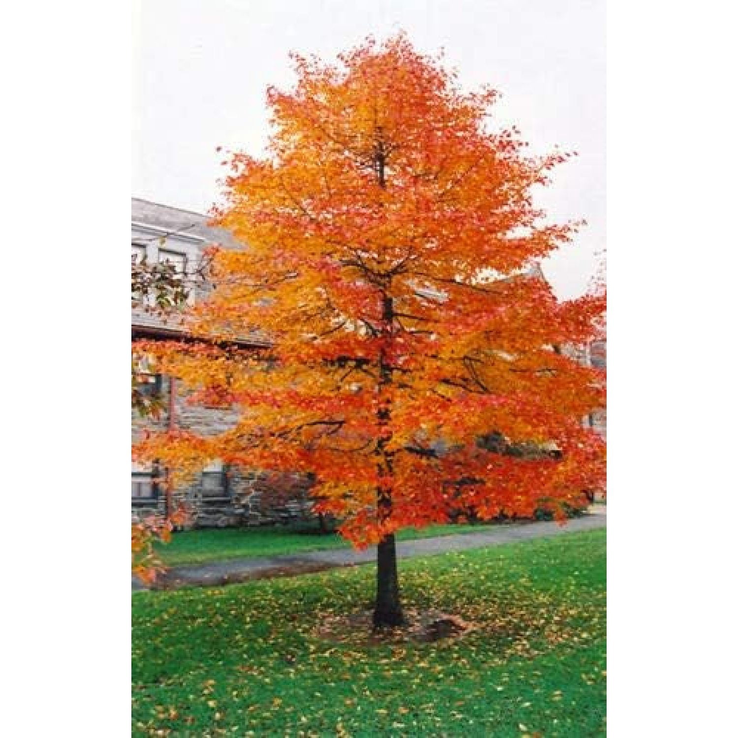 Black Gum Tree Quart Pot (Nyssasylvatica) - Walmart.com